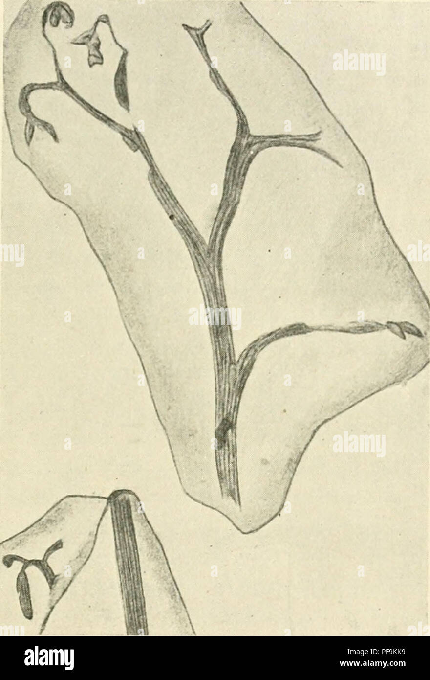 This study focuses on the origins and early development of Cormophyta ...
