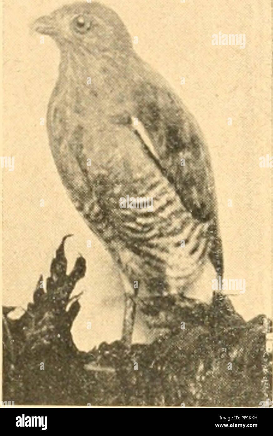 Wat staat hi-res stock photography and images - Alamy