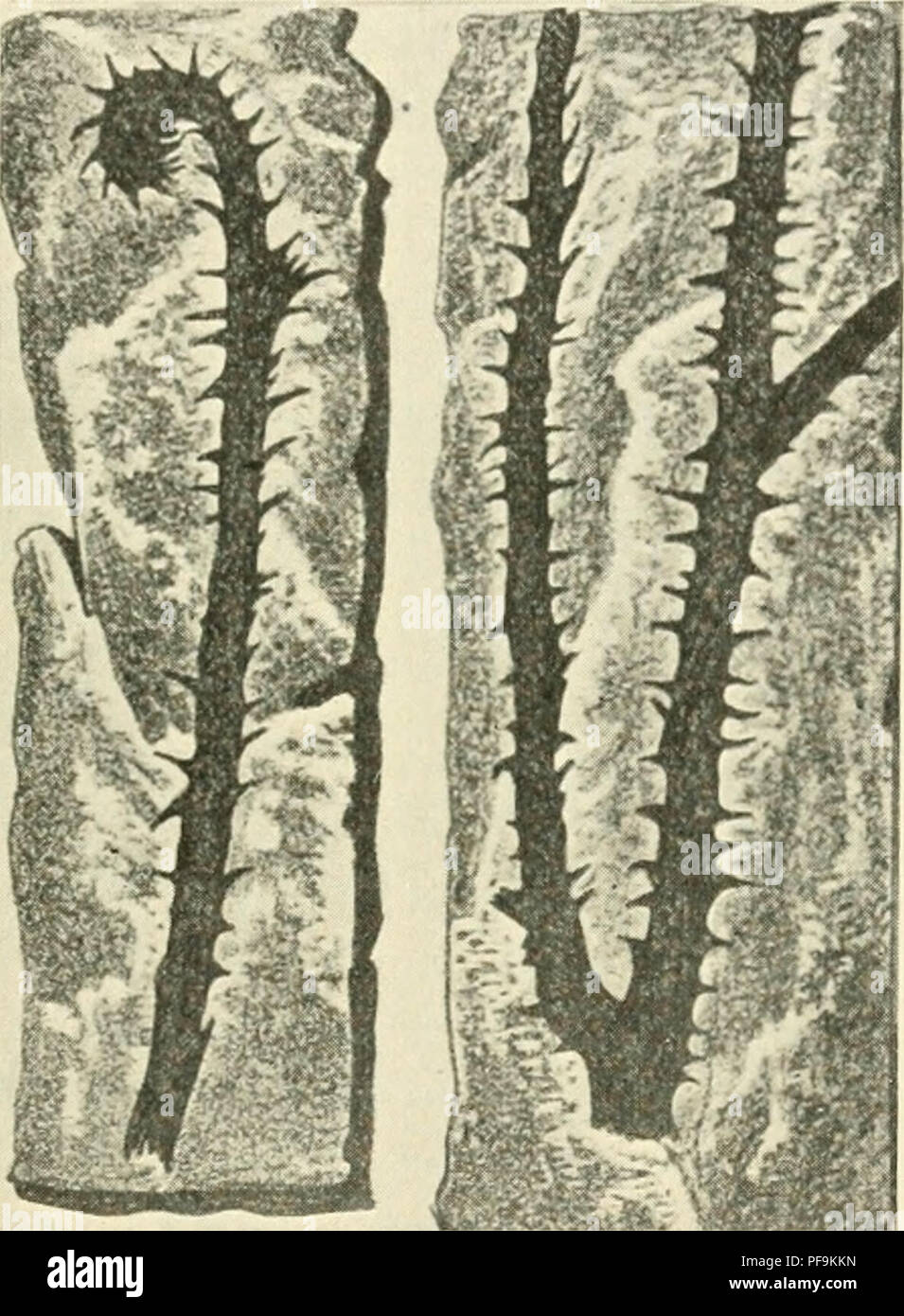 This study investigates the Devonian period floras, focusing on the ...