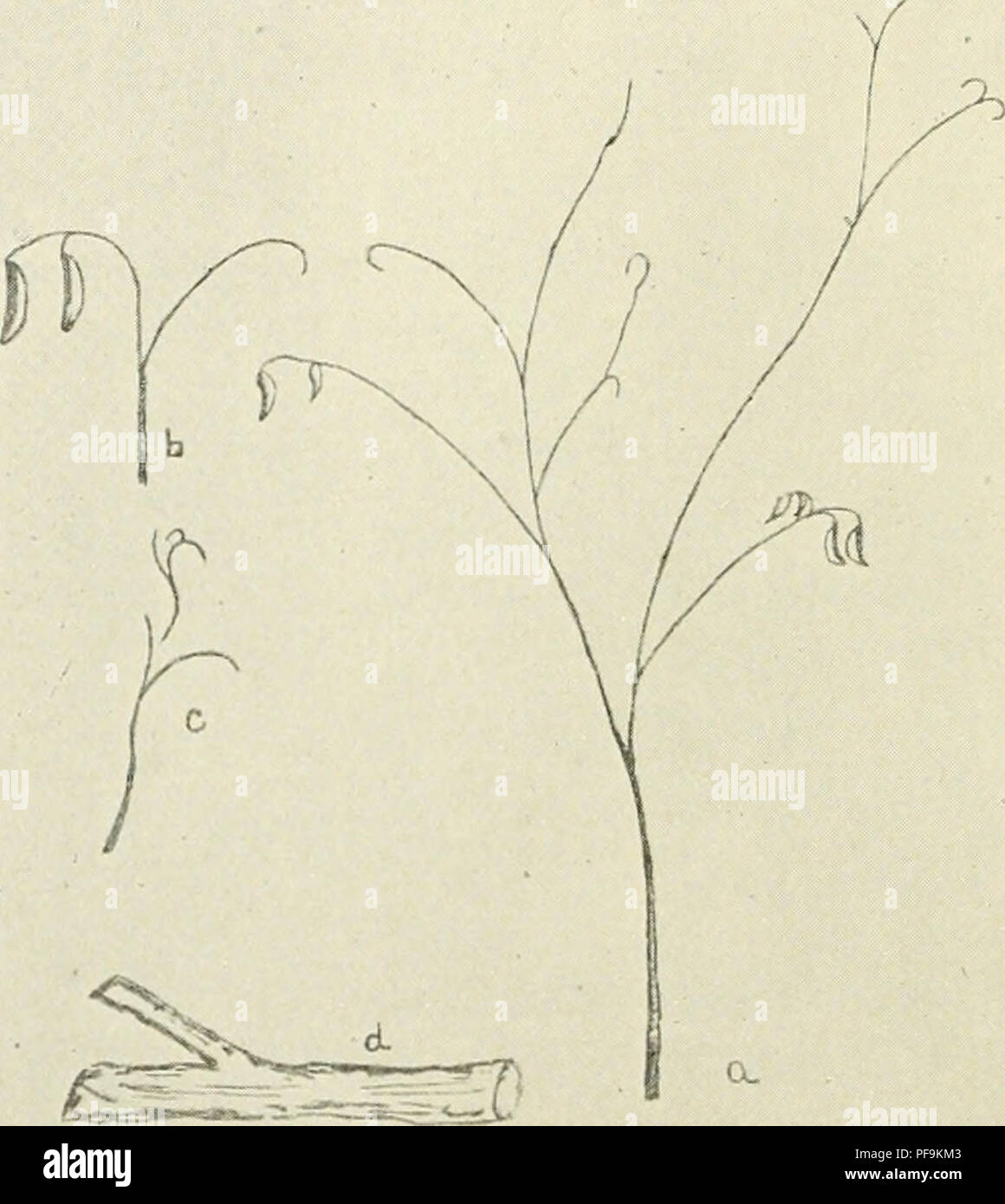 Macnair hi-res stock photography and images - Alamy