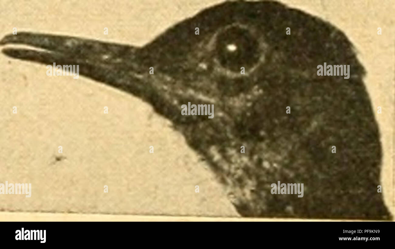 This image showcases a bird species from Guyana, distinguished by its ...