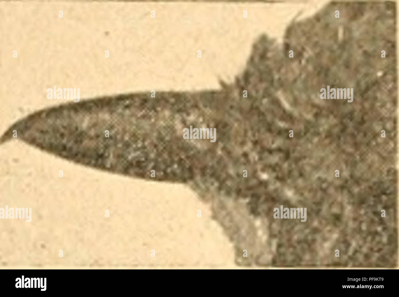 This work explores the bird species of Guyana, including the Spotted ...