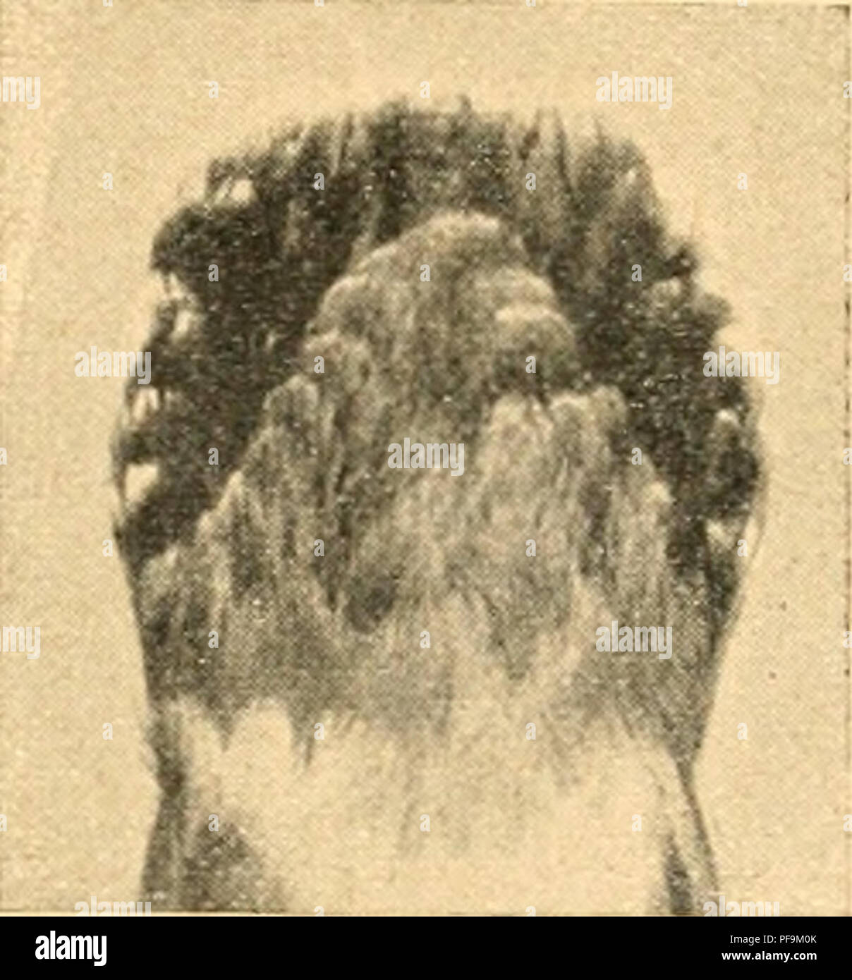 . De vogels van Guyana (Suriname, Cayenne en Demerara). Birds ...