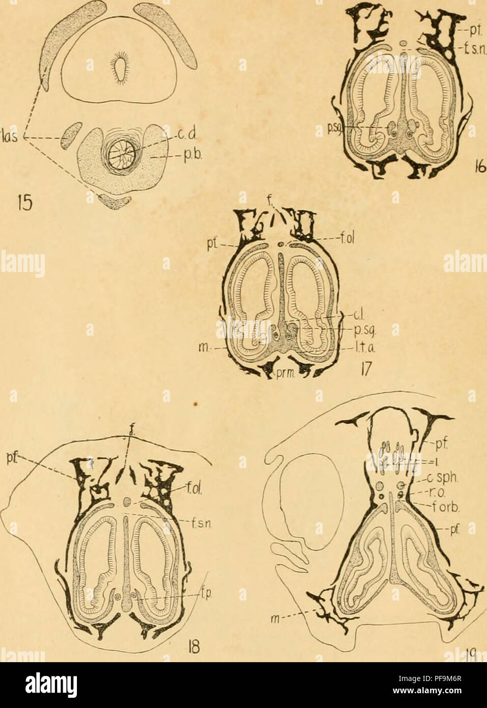 This work examines the embryonic development of the skull in the ...