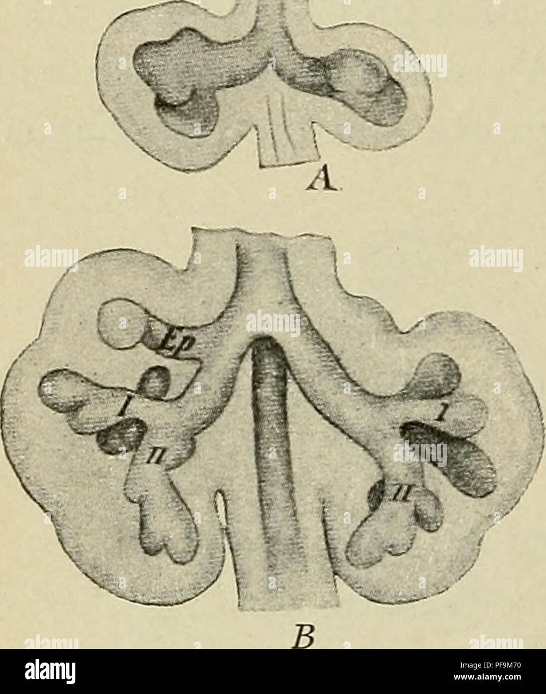 . The development of the human body : a manual of human embryology ...