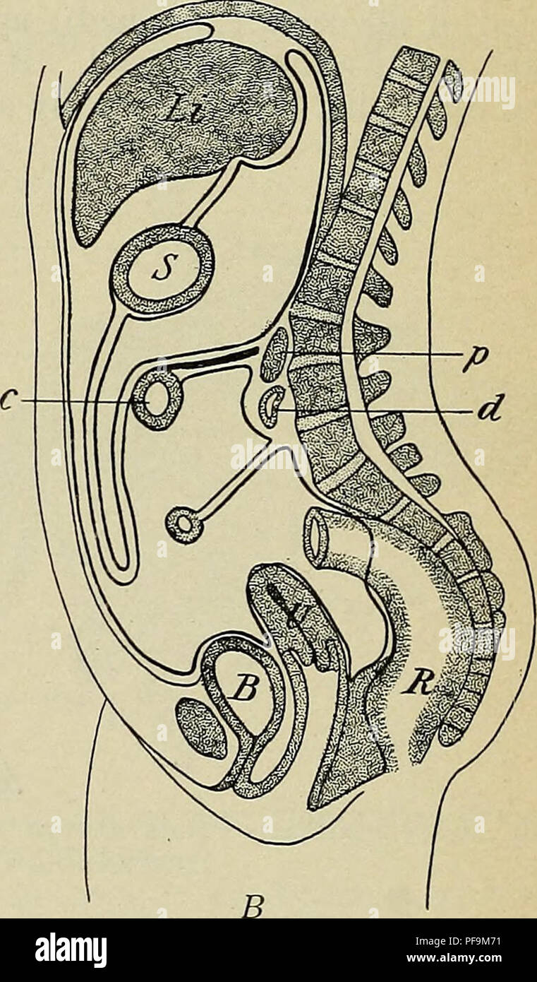 This manual details the development of the human embryo, with a focus ...