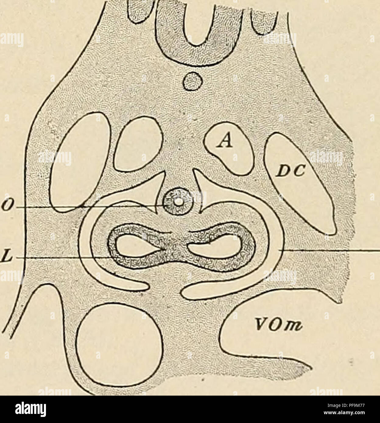 This manual on human embryology outlines the development of the ...