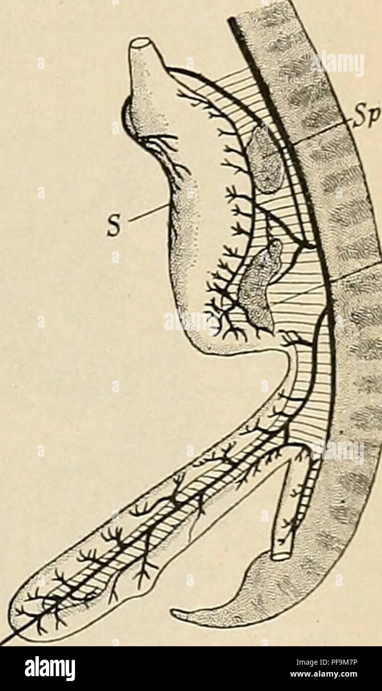 . The development of the human body : a manual of human embryology ...