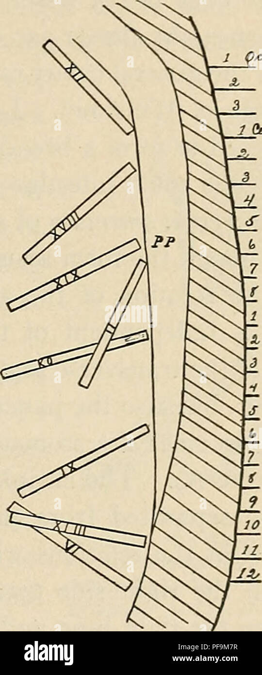 . The development of the human body : a manual of human embryology ...