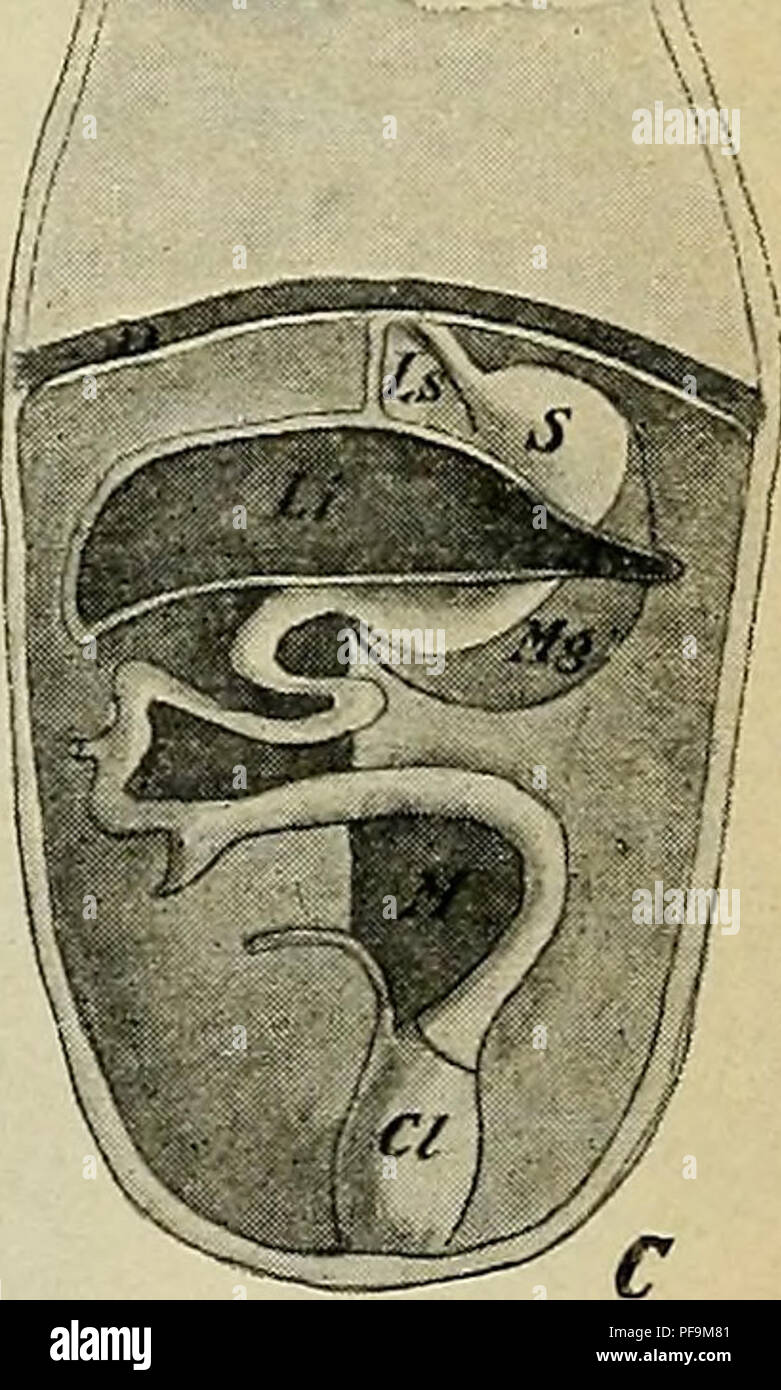 . The development of the human body : a manual of human embryology ...