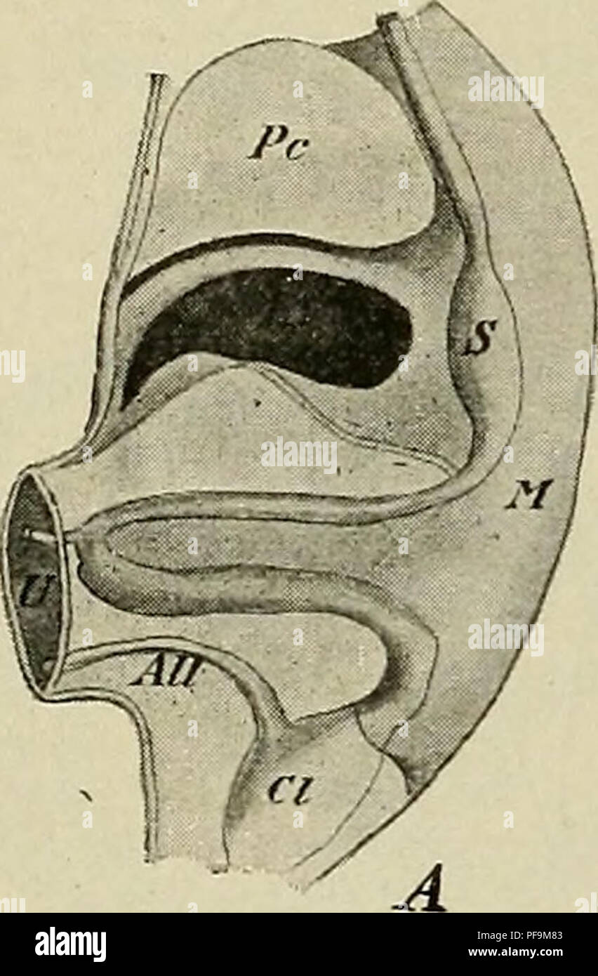Peritoneal cavity hi-res stock photography and images - Alamy
