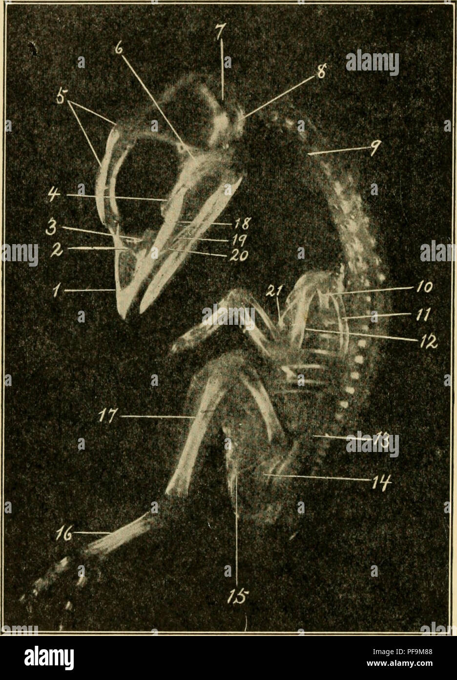 This textbook on embryology covers the development stages of a chick ...
