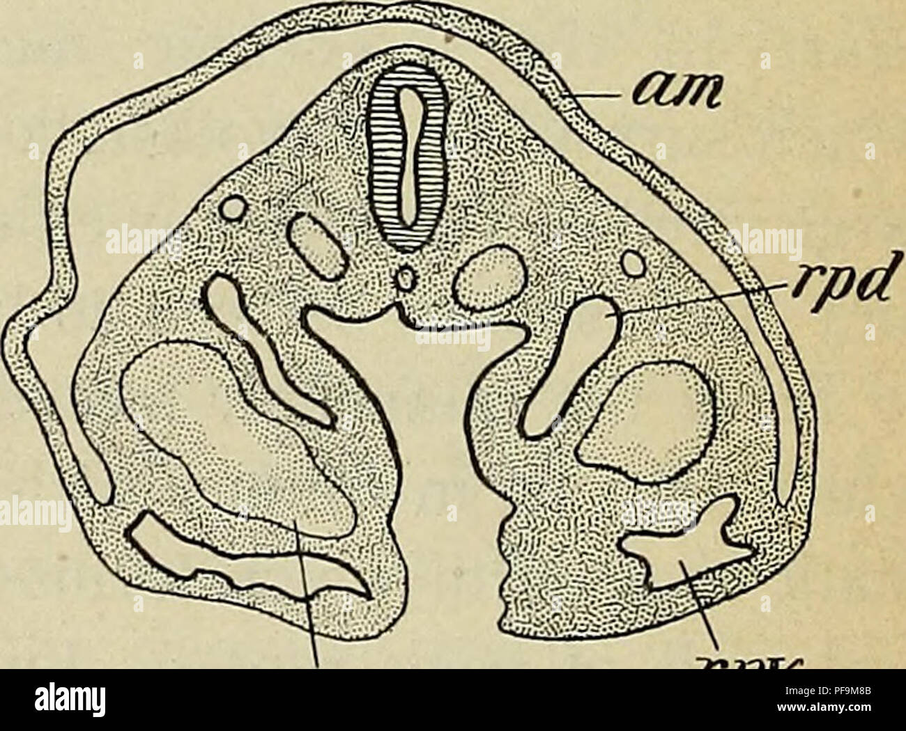 . The development of the human body : a manual of human embryology ...