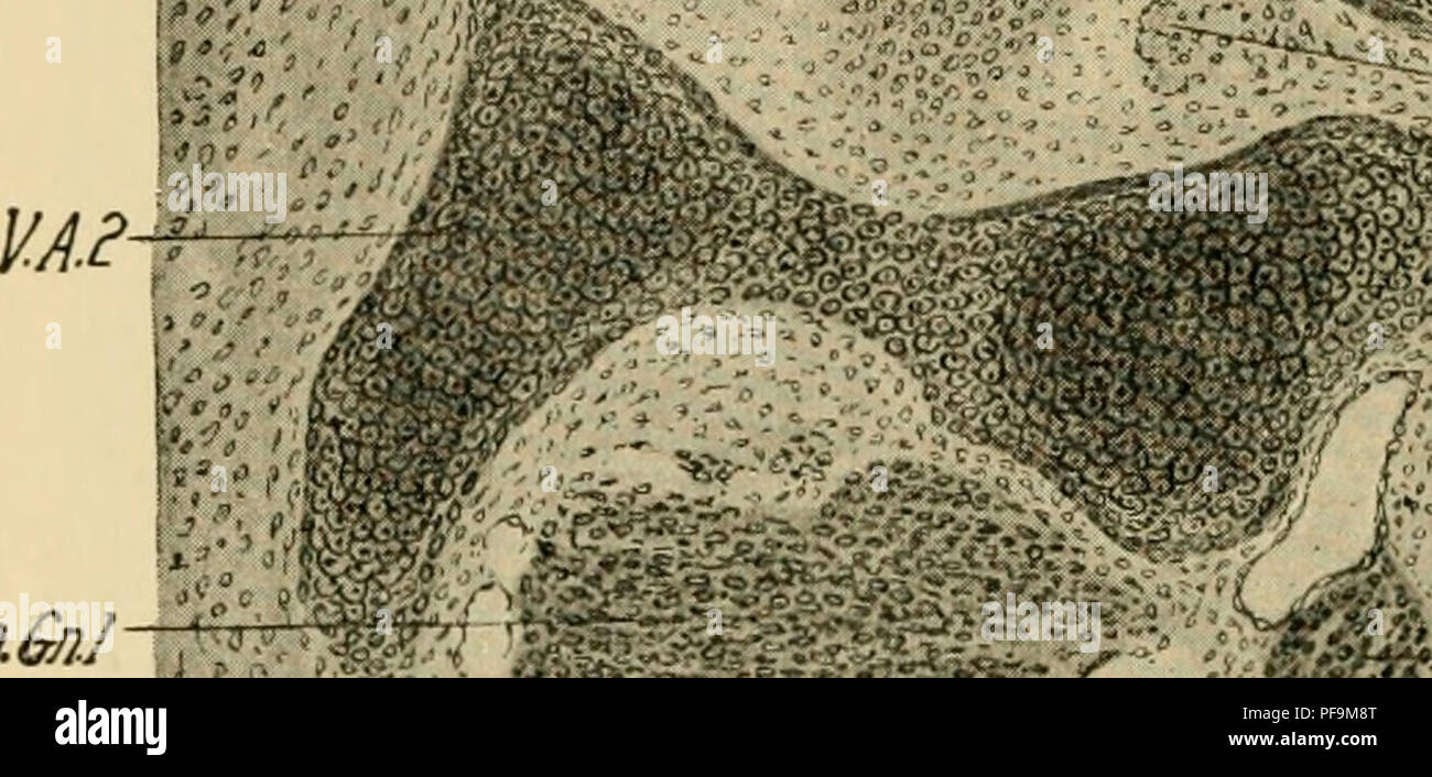 This manual introduces embryology with a focus on the development of ...