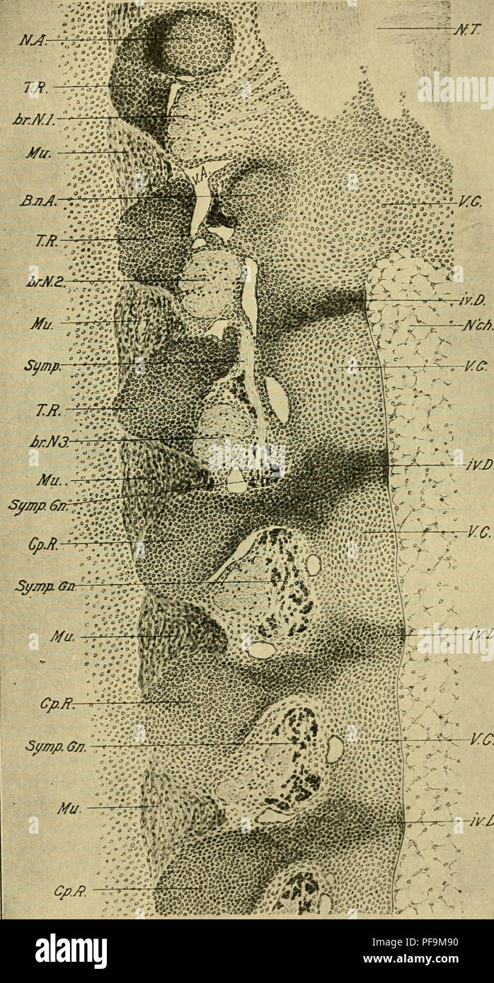 This introductory text on embryology discusses the development stages ...