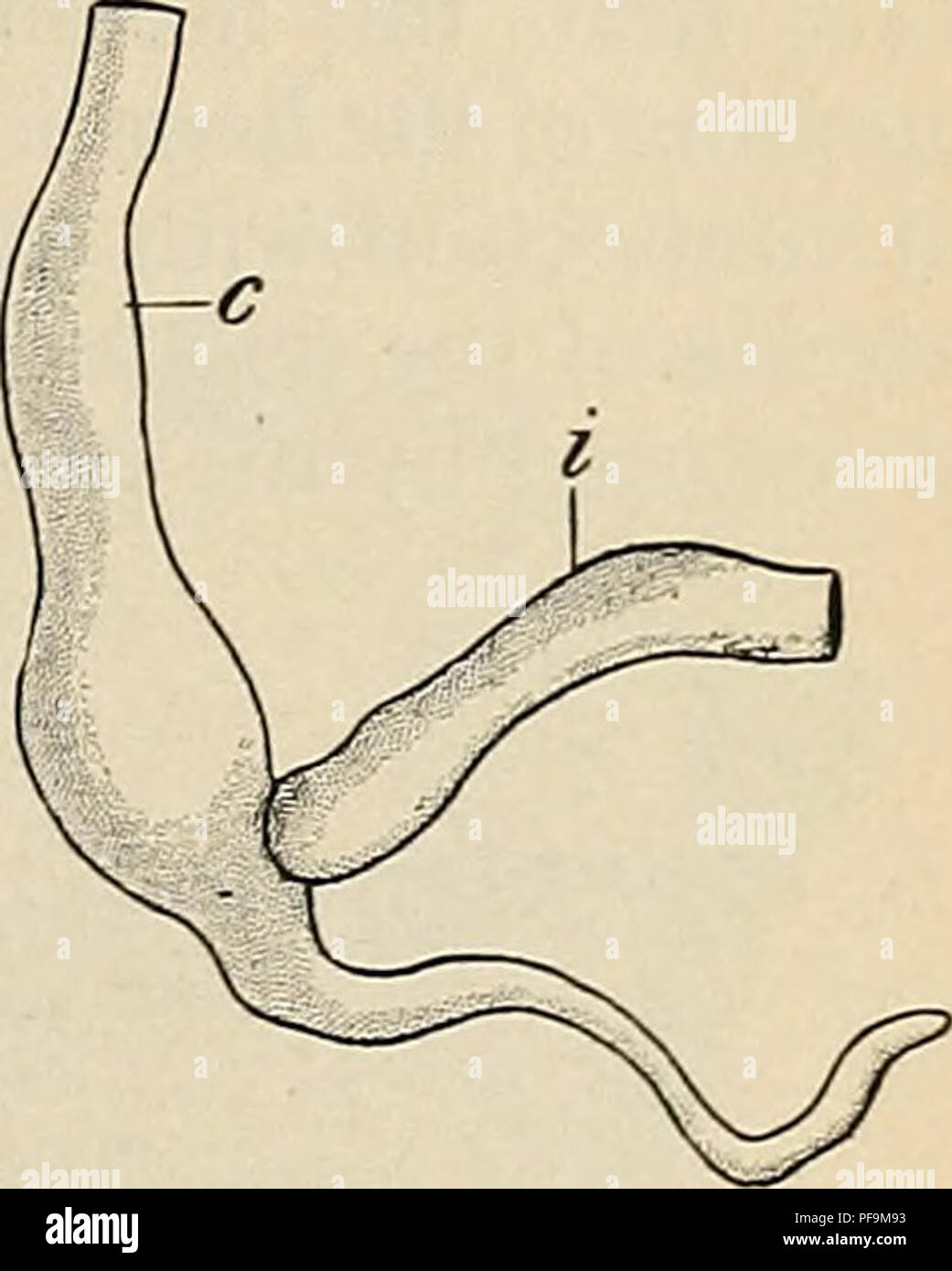 Blind intestine hi-res stock photography and images - Alamy