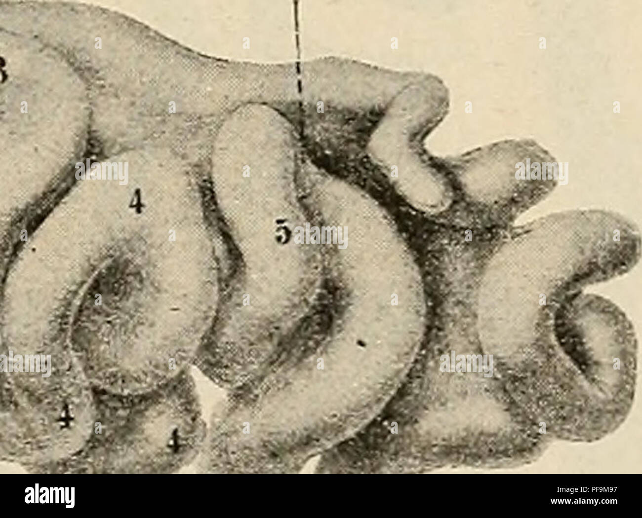 This manual explores human embryology, specifically focusing on the ...