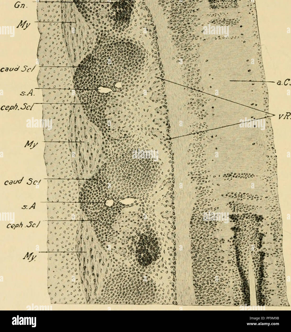 . The development of the chick : an introduction to embryology ...