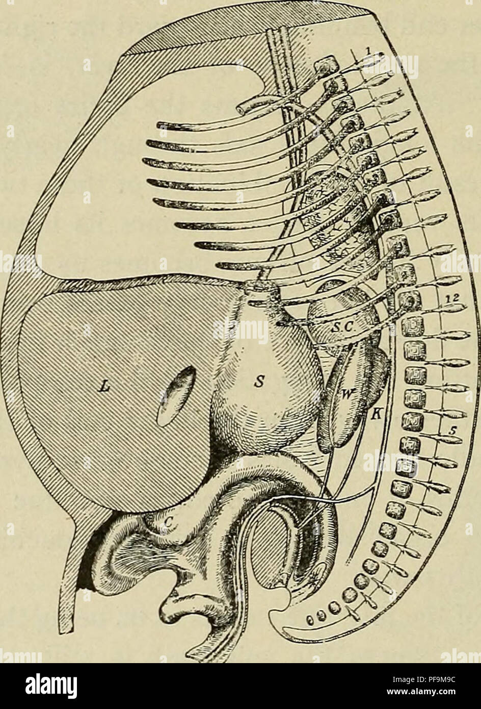 L intestine hi-res stock photography and images - Alamy