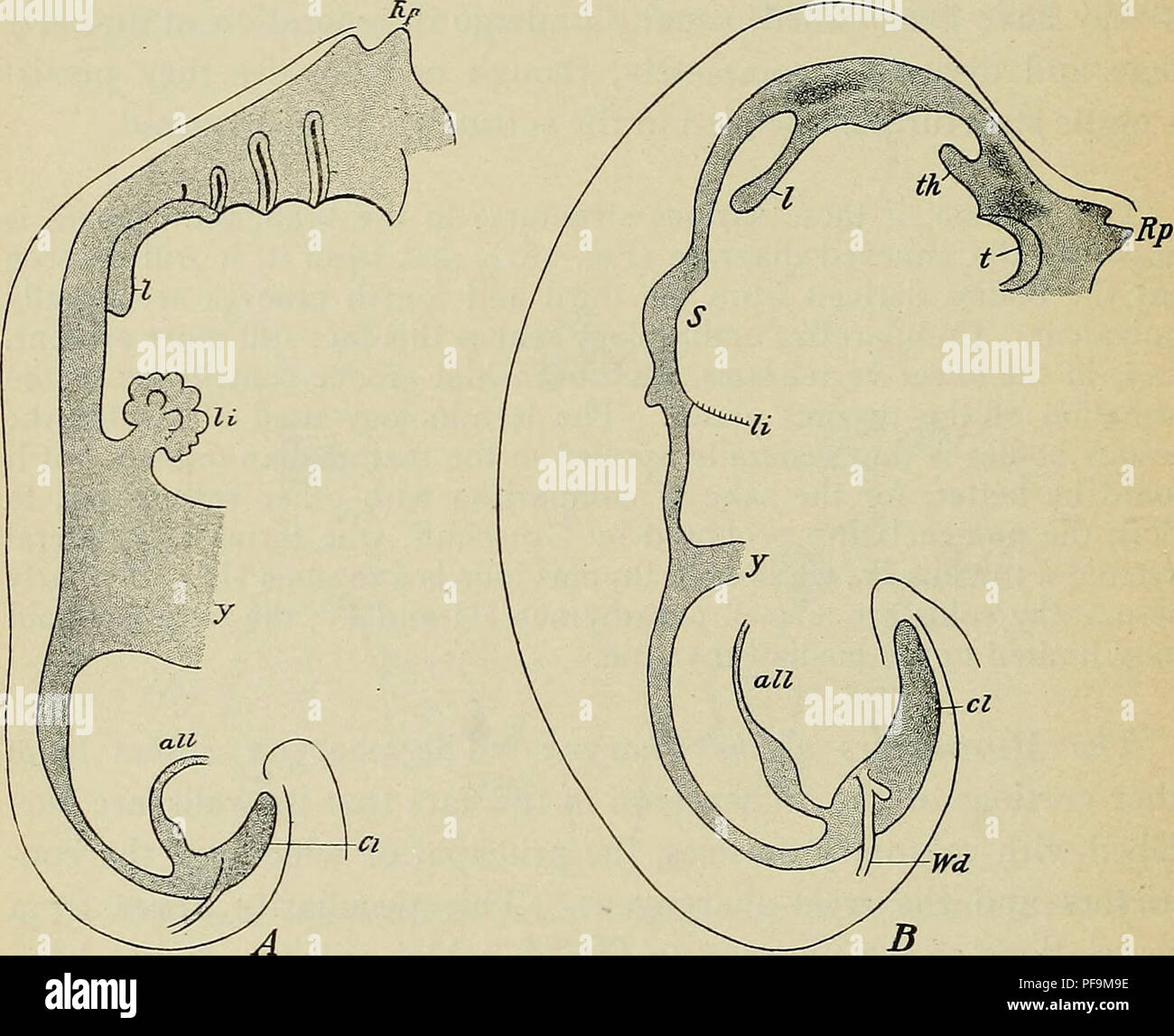 . The development of the human body : a manual of human embryology ...