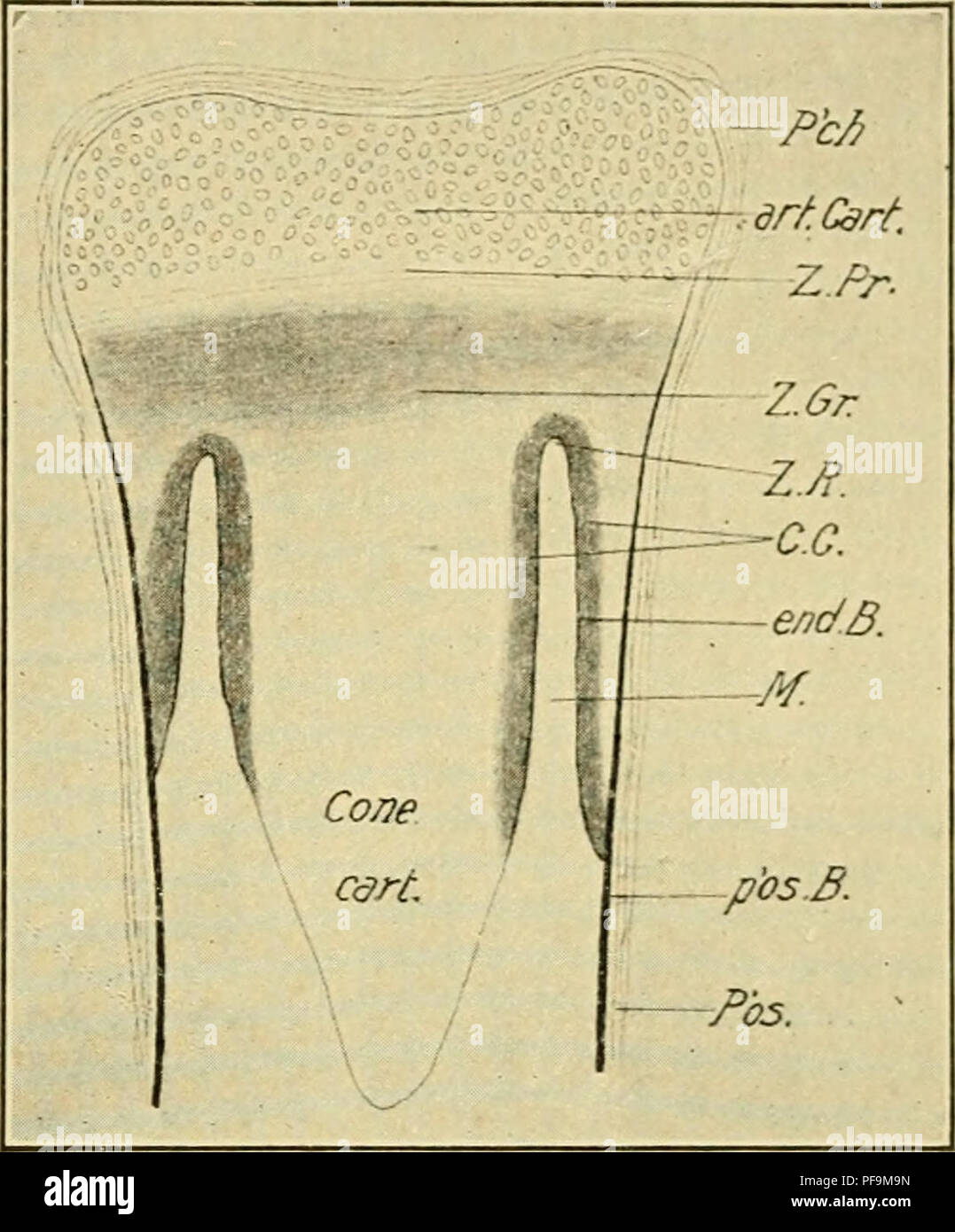 . The development of the chick : an introduction to embryology ...