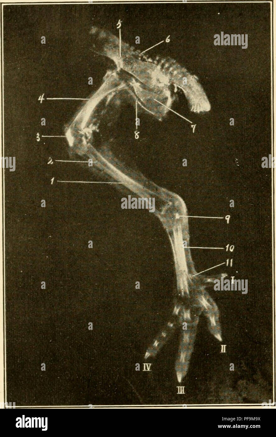 . The development of the chick; an introduction to embryology. Birds ...