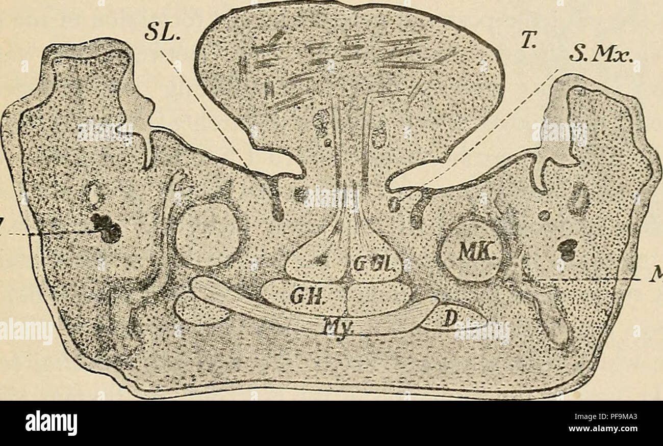This manual covers the embryological development of the human body ...