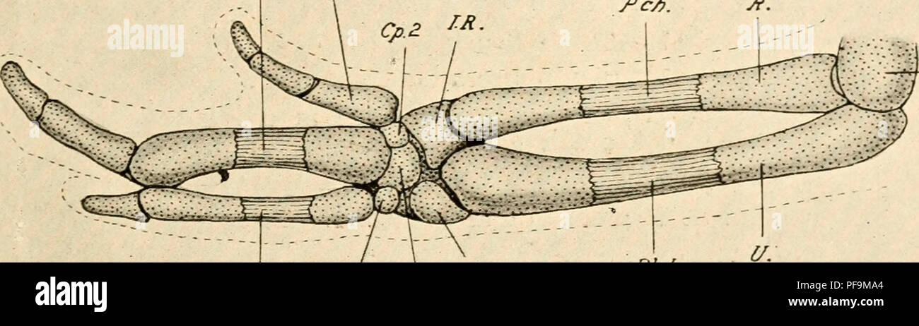 . The development of the chick; an introduction to embryology. Birds ...
