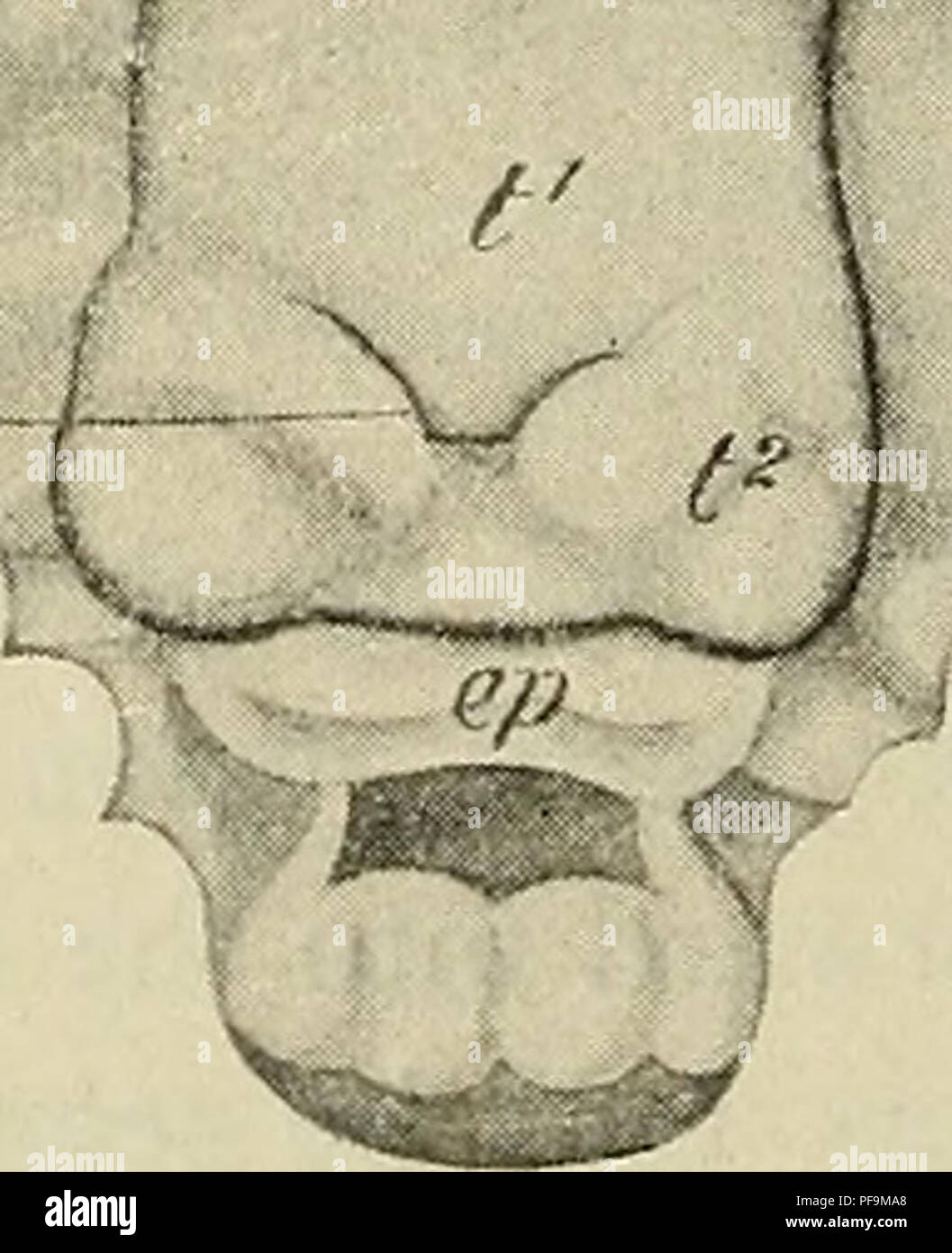 . The development of the human body : a manual of human embryology ...