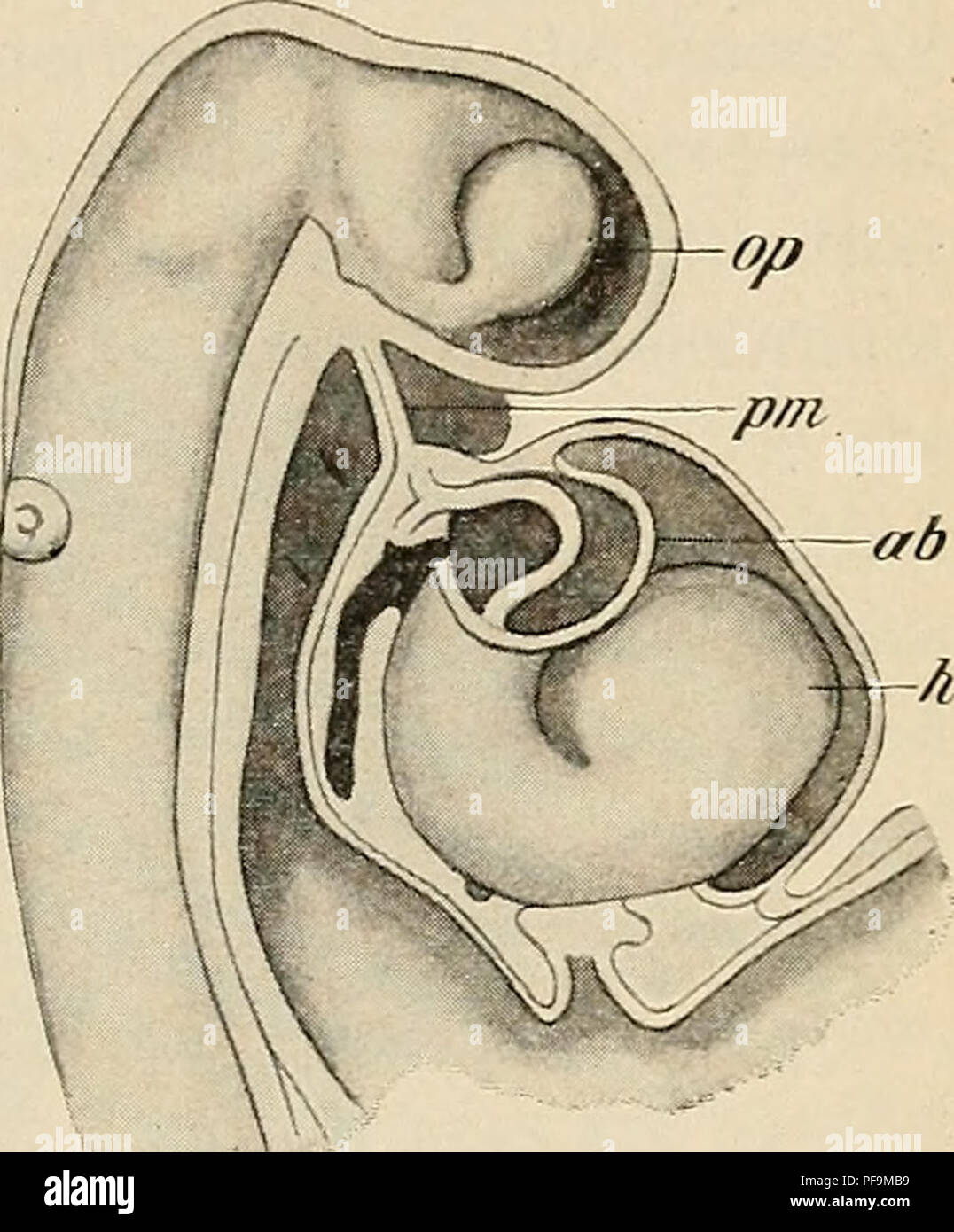This manual outlines human embryology, specifically the development of ...