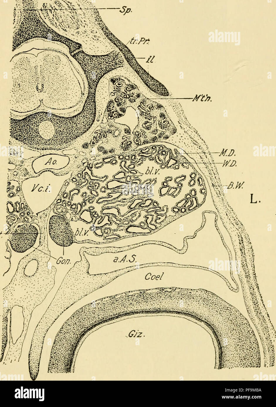 Male gonads hi-res stock photography and images - Alamy