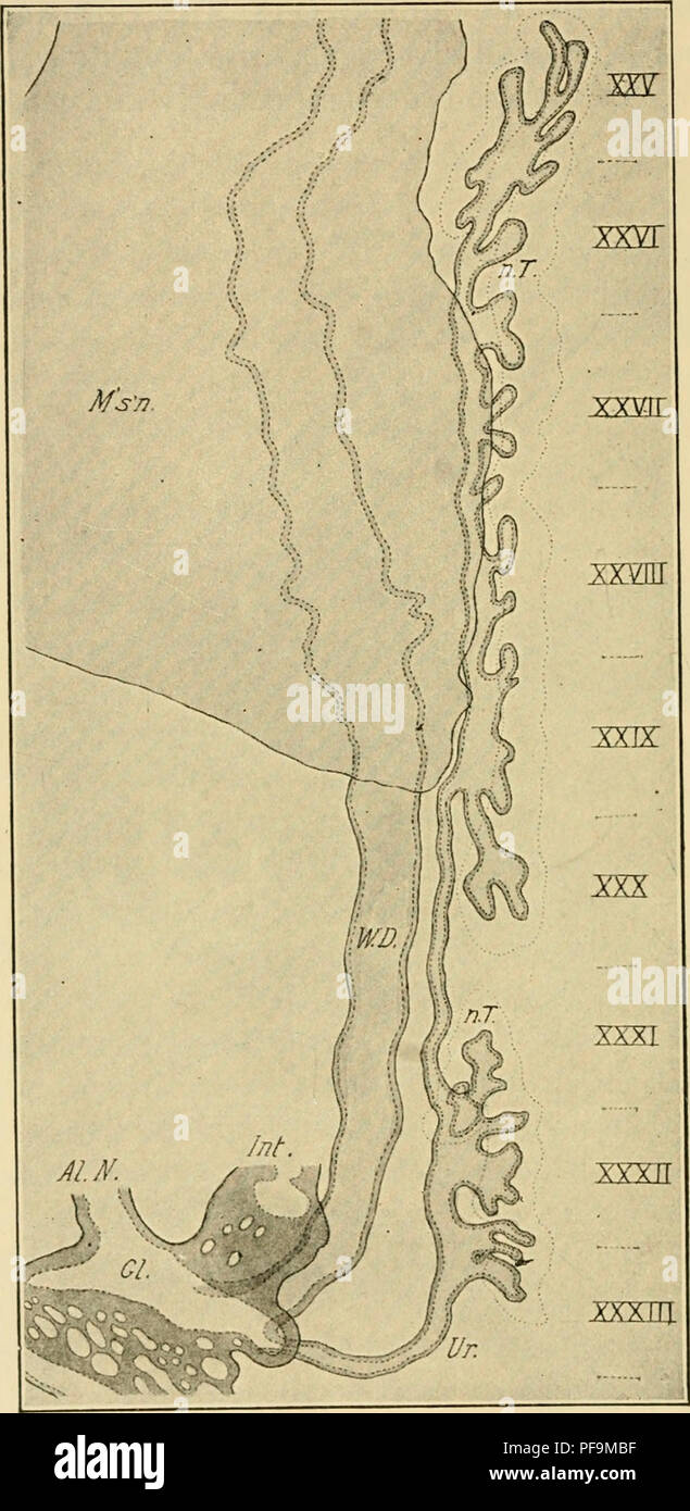 This work discusses chick embryology, including detailed descriptions ...