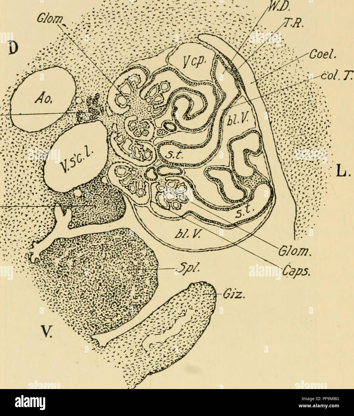 This image shows the embryonic development of a chicken, focusing on ...
