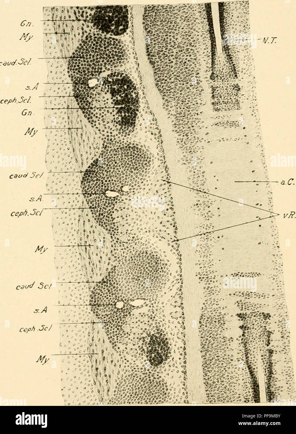 This text introduces the study of chick embryology, explaining the ...