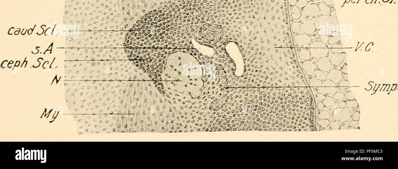 This embryology textbook examines the development of chicks, focusing ...