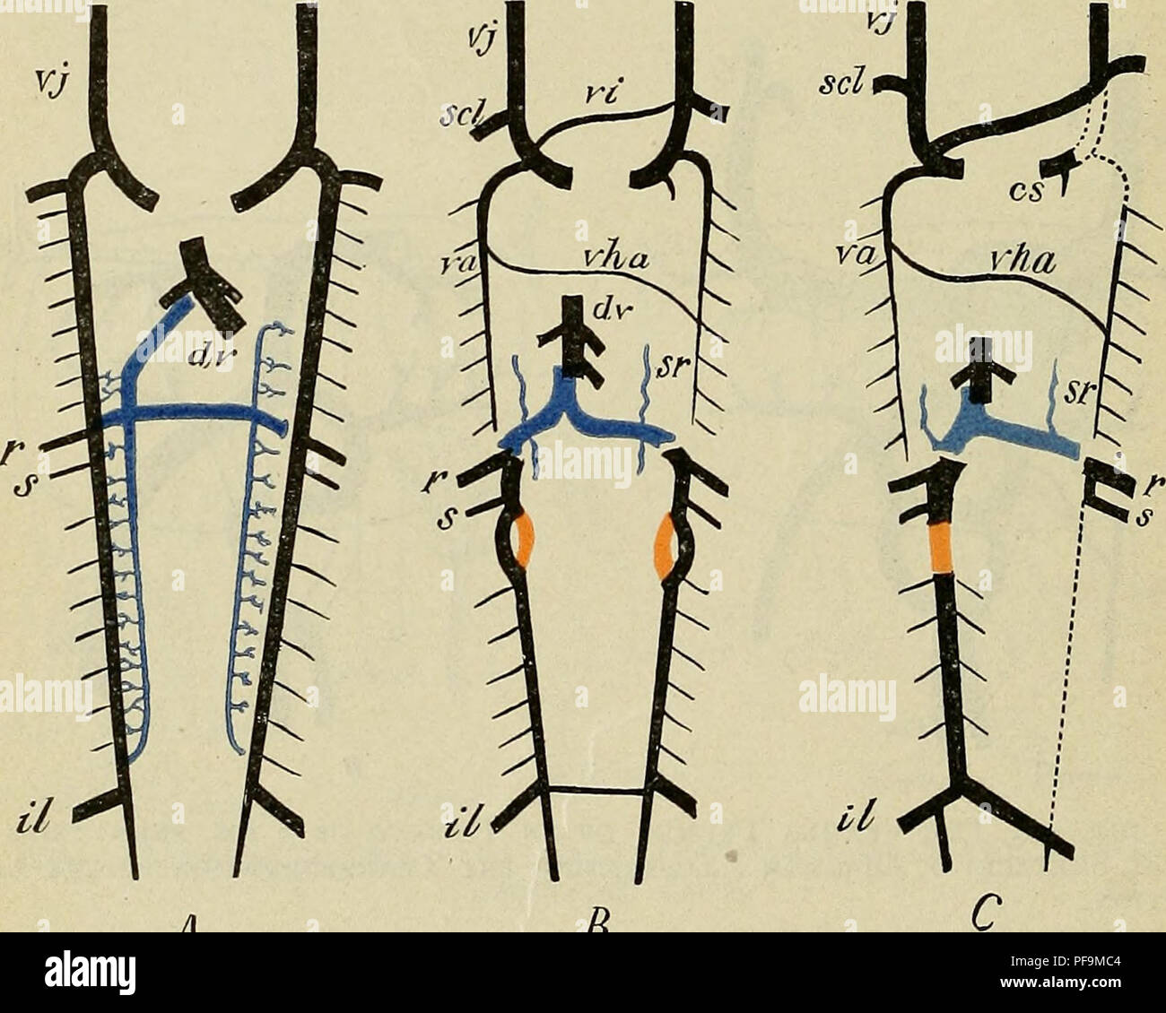 . The development of the human body : a manual of human embryology ...