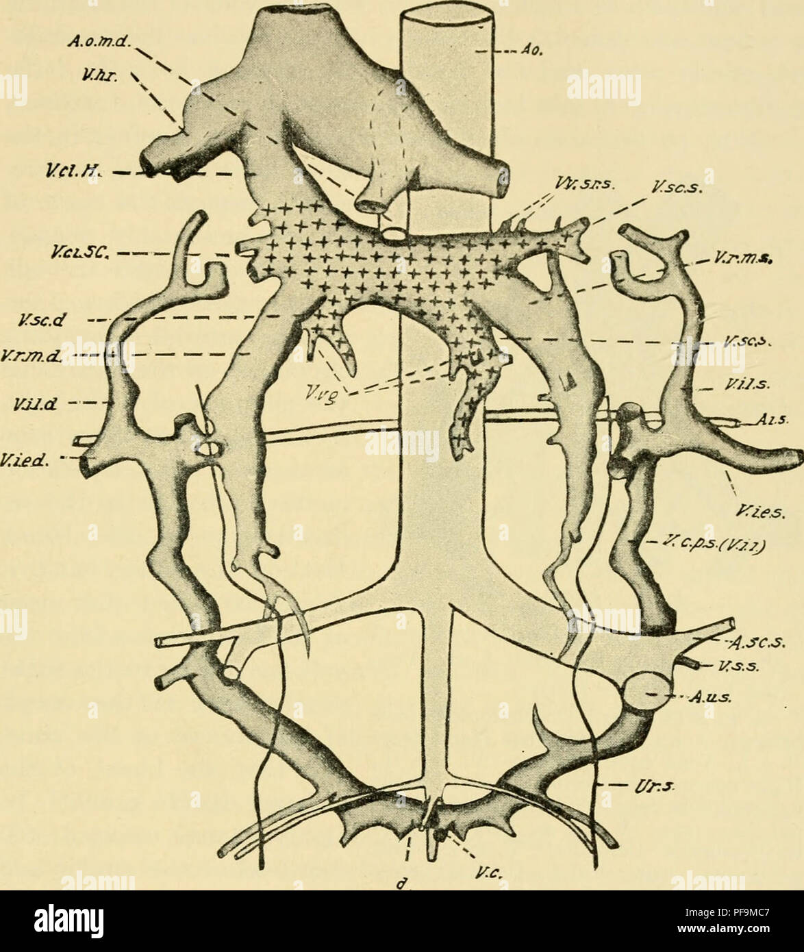 Vena iliaca externa hi-res stock photography and images - Alamy