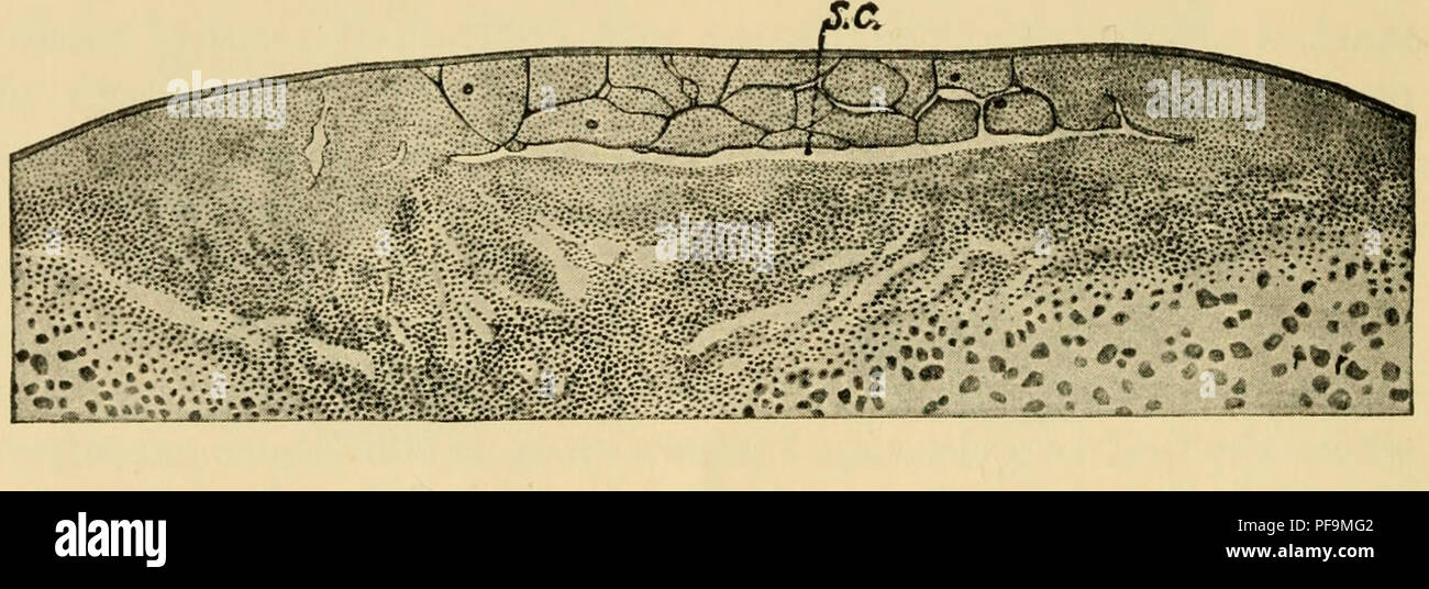 This textbook on embryology explores the developmental stages of chick ...