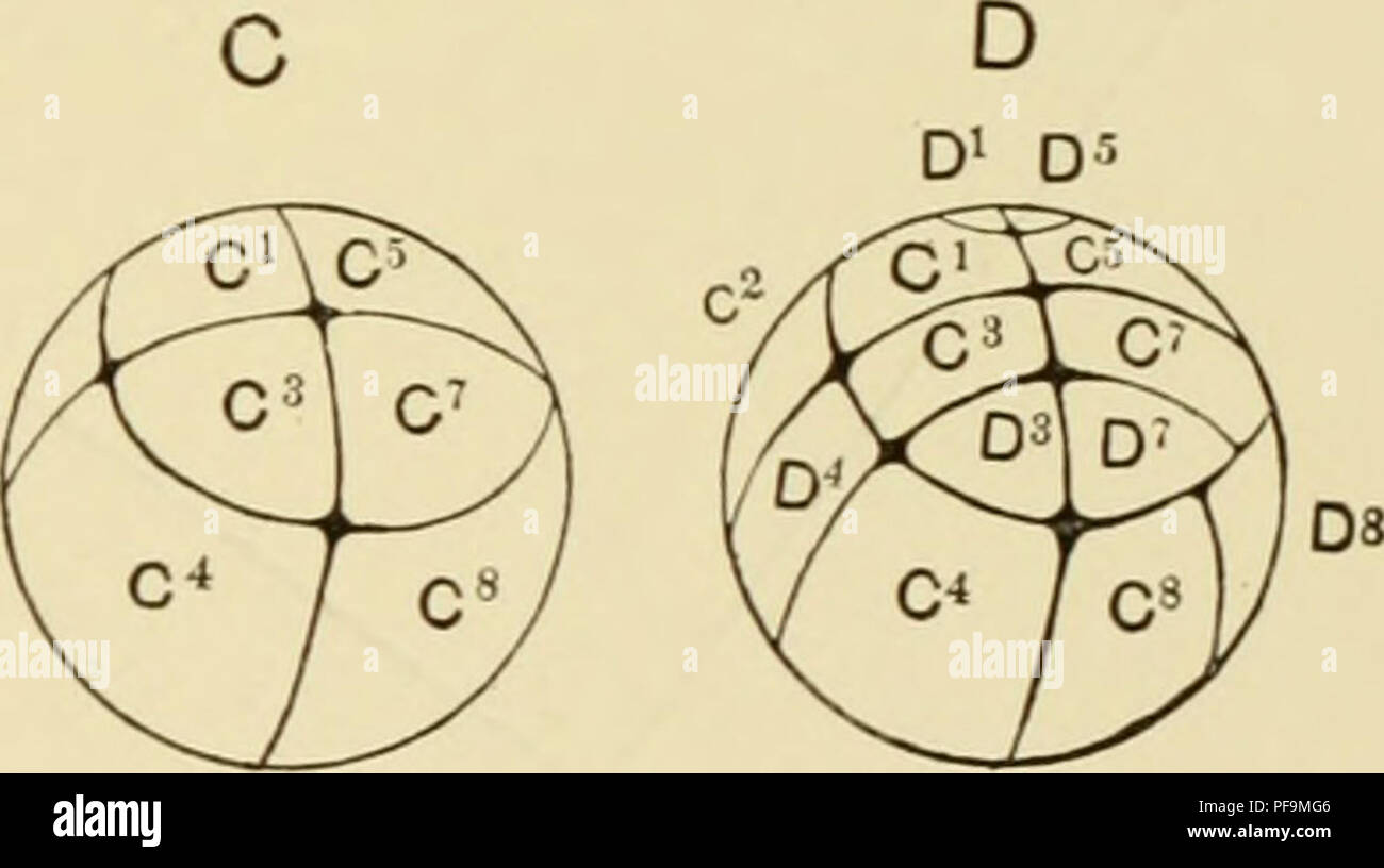 This study on frog embryology focuses on the early development stages ...