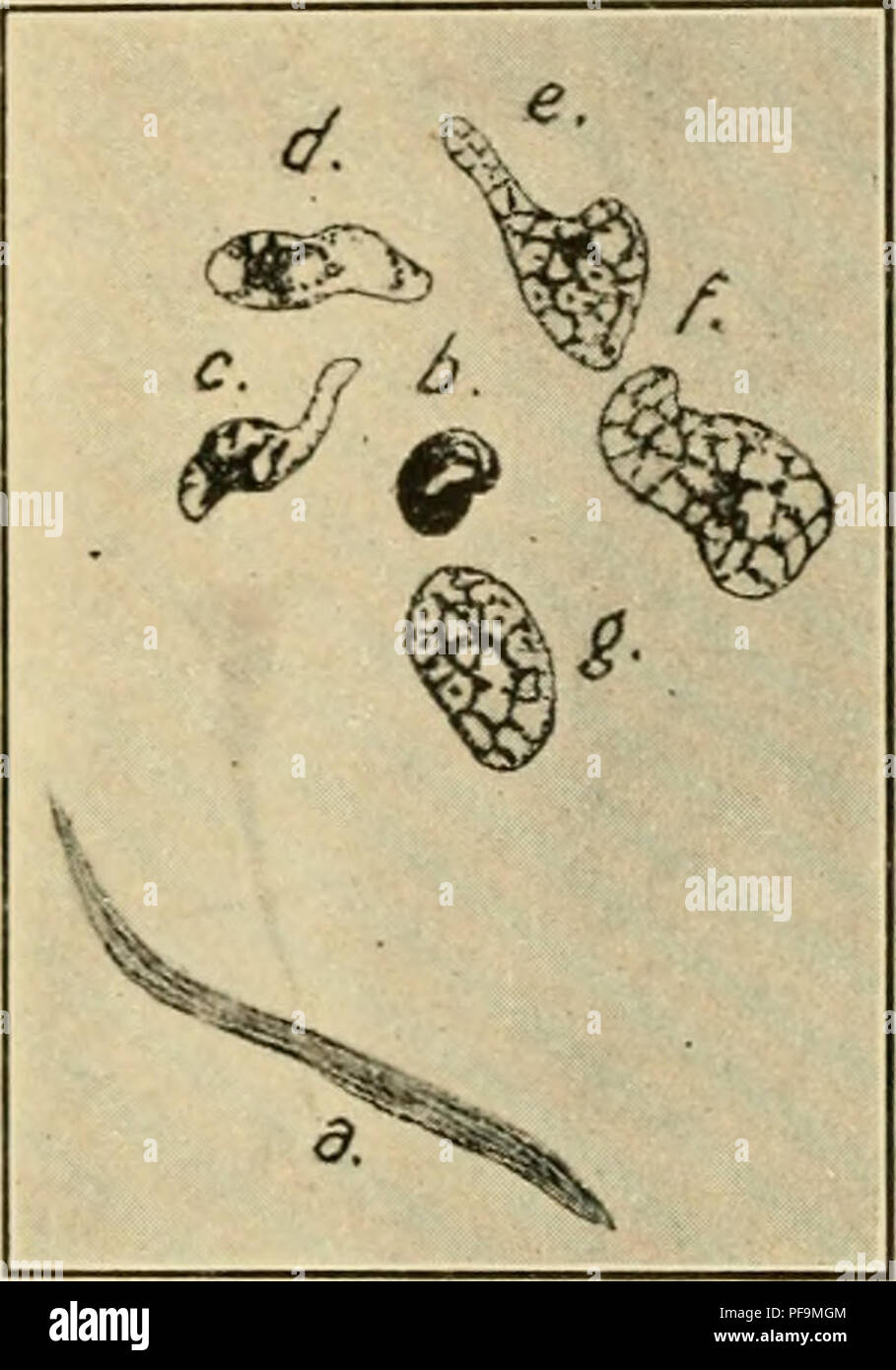 . The development of the chick : an introduction to embryology ...