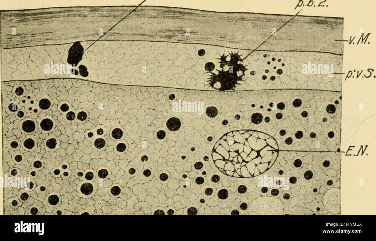 . The development of the chick : an introduction to embryology ...