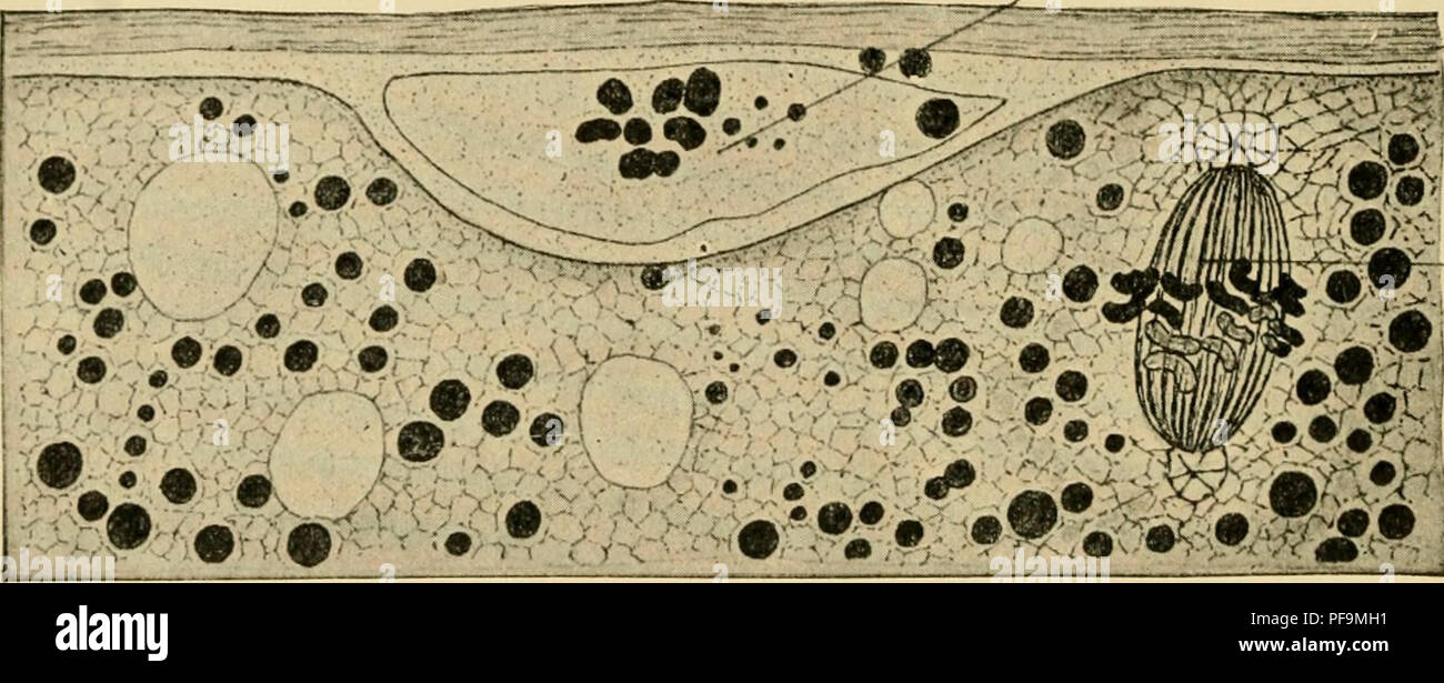 This text covers the early stages of chick development, focusing on the ...