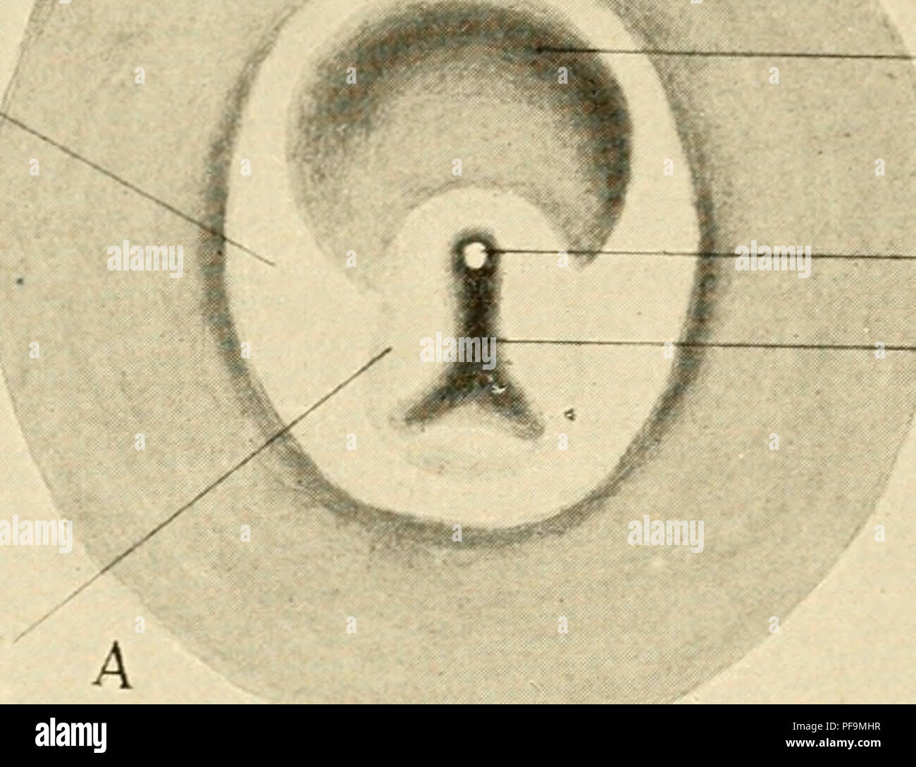 This text introduces embryology through the study of chick development ...