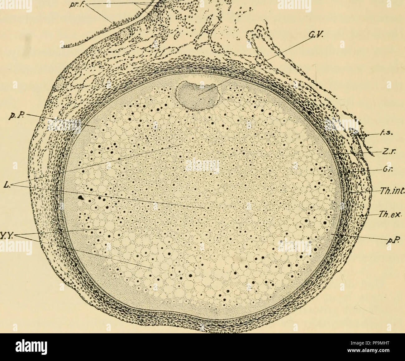 Vitelline membrane hi-res stock photography and images - Alamy