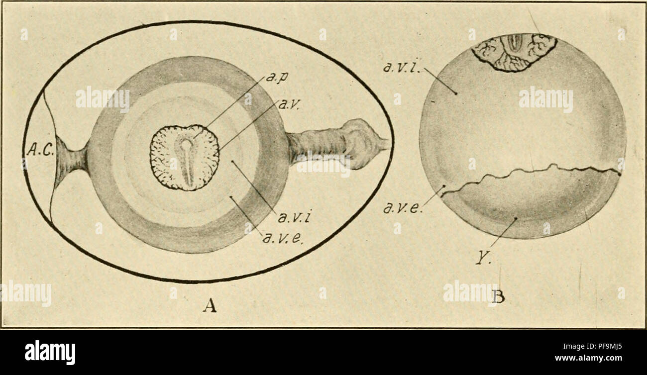 Development of the embryo axis hi-res stock photography and images - Alamy