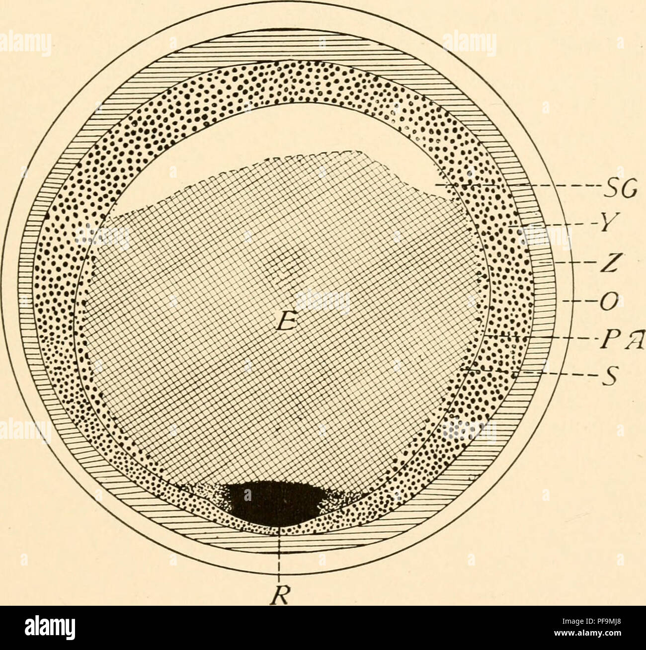 This work provides an introduction to avian embryology, describing the ...