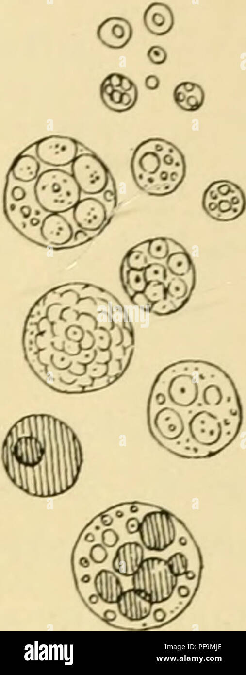 . The development of the chick : an introduction to embryology ...
