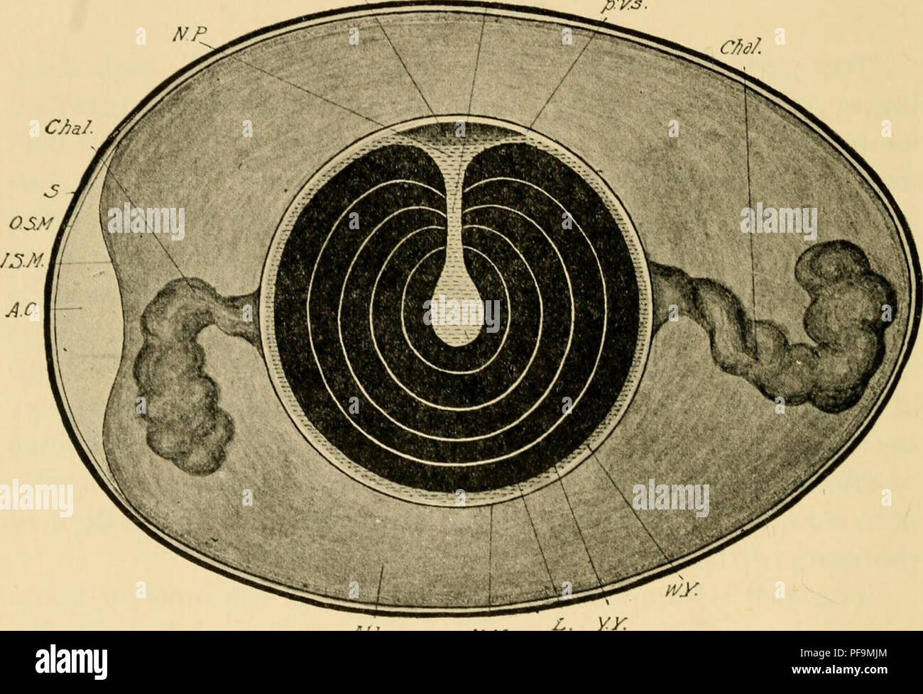 This work introduces embryology with a focus on chick development. It ...