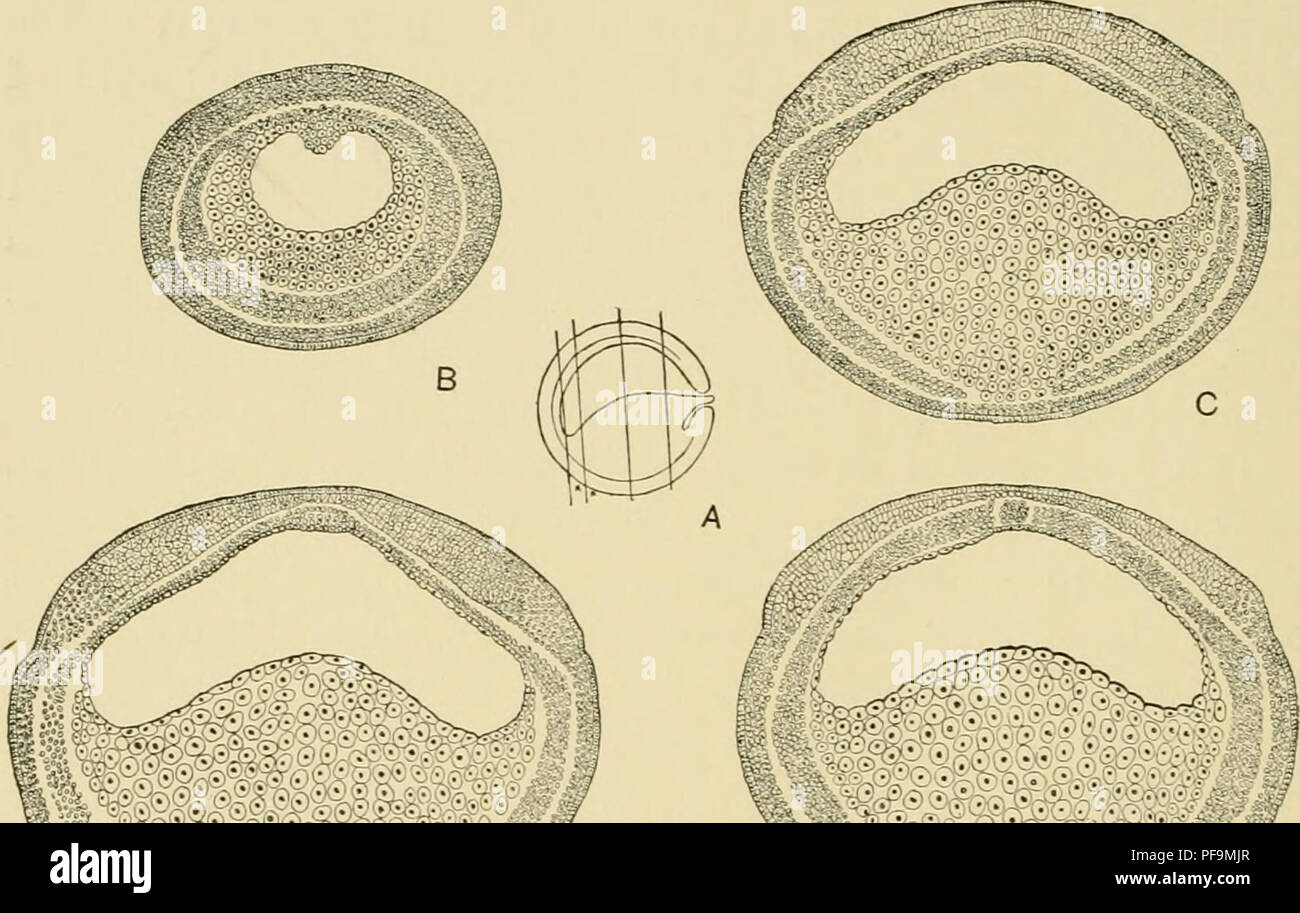 This text provides a detailed description of the embryological ...