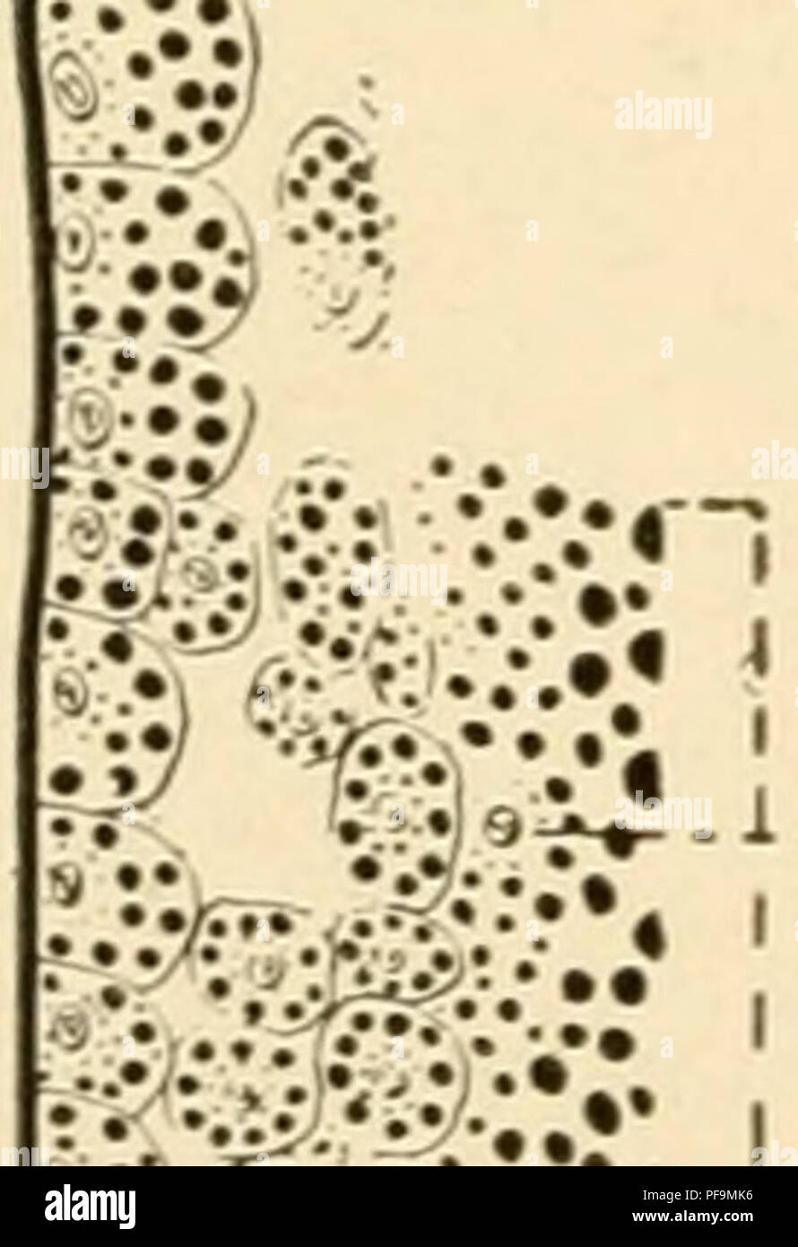 'The Development of the Chick' by Frank Rattray Lillie provides an ...